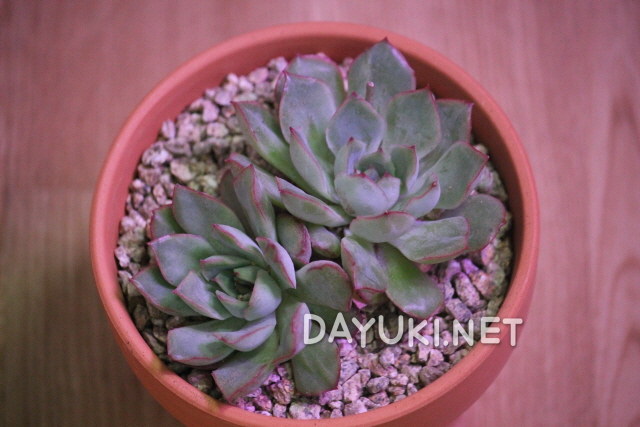 카르포르니카 퀸 (Echeveria 'Californica Queen') - 정원딸린집을 꿈꾸며